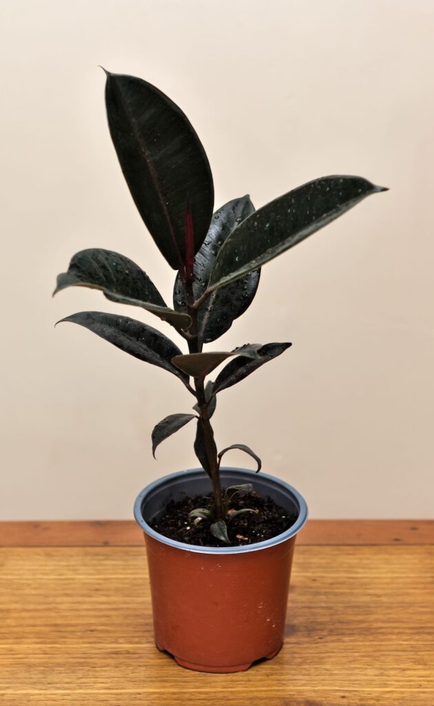 Ficus Elastica | Jardin Josefina - Plantas de interior La Calera