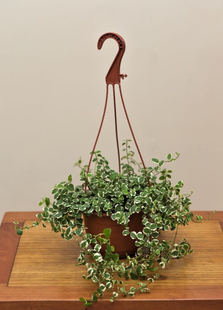 Ficus Repens | Jardin Josefina - Plantas de interior La Calera