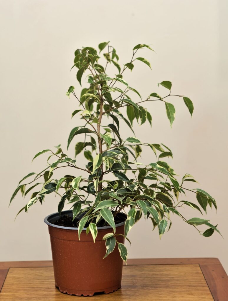 Ficus Variegata (variegado) | Jardin Josefina - Plantas de interior La ...