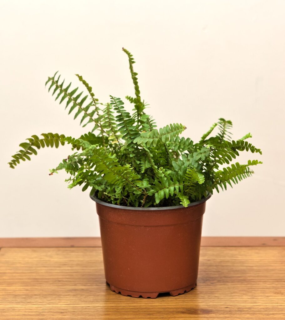 Helecho Boston Compacto | Jardin Josefina - Plantas de interior La Calera